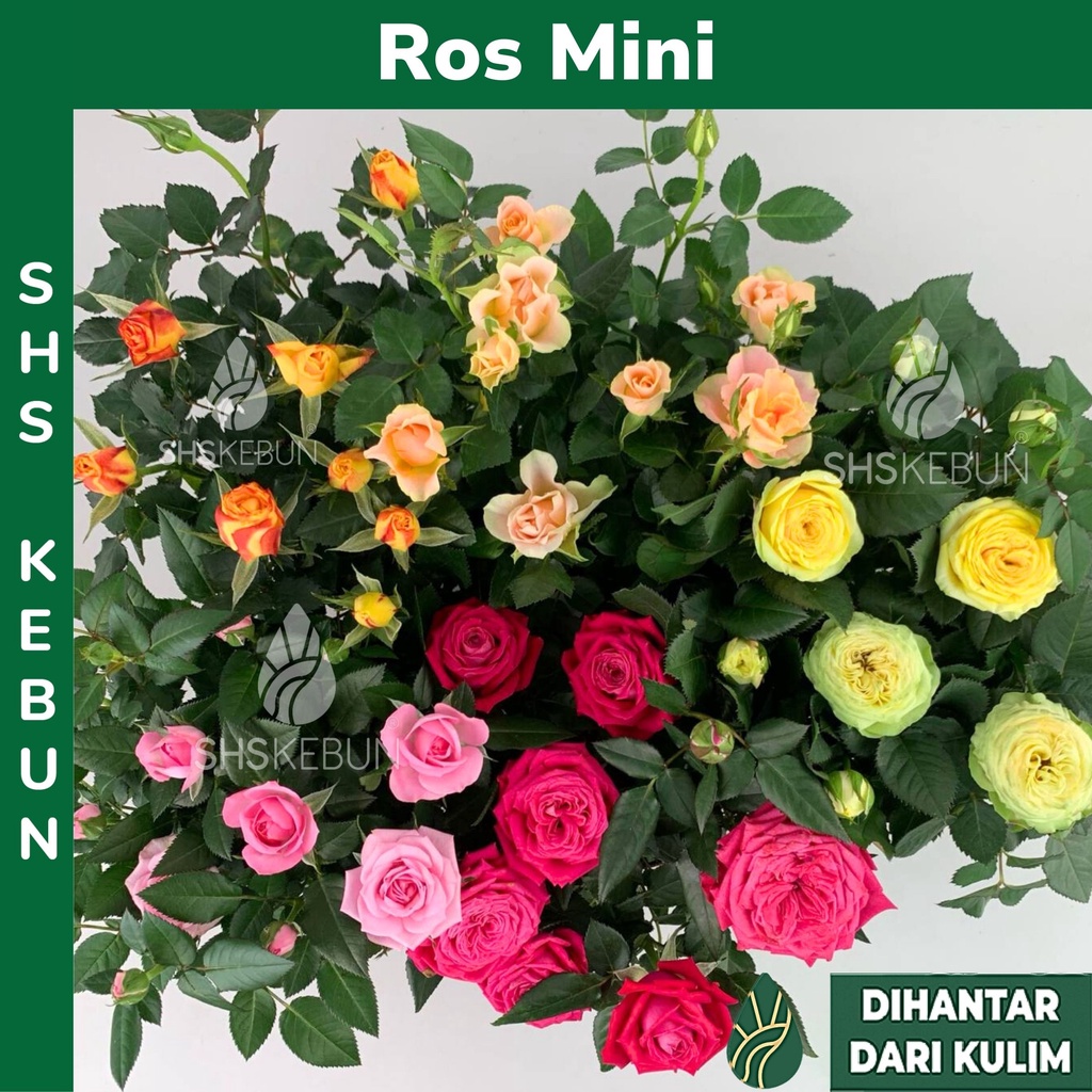 Pokok Ros Mini Mini Rose Pokok Bunga Outdoor Pokok Hidup Live Plant ...
