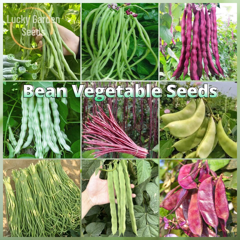 100% Original Beans Seeds Vegetable Seeds for Pot Planting - Biji Benih ...
