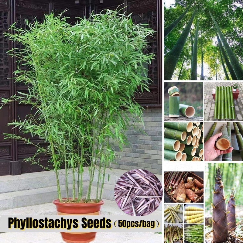 Bonsai Seeds (50pcs/bag) Phyllostachys Seeds Moso Bamboo Tree Seeds for ...
