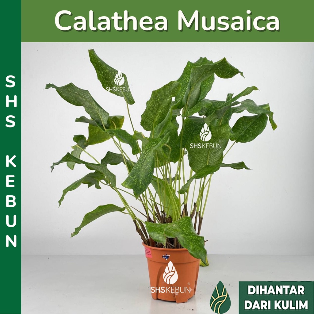 Calathea Musaica Prayer Plant Network Plant Pokok Calathea Hiasan Live ...