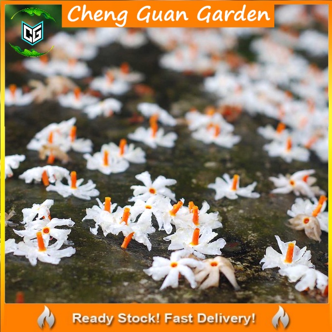 Anak Pokok Bunga Tree Of Sorrow Import Dari Thailand Pokok Bunga Hiasan ...