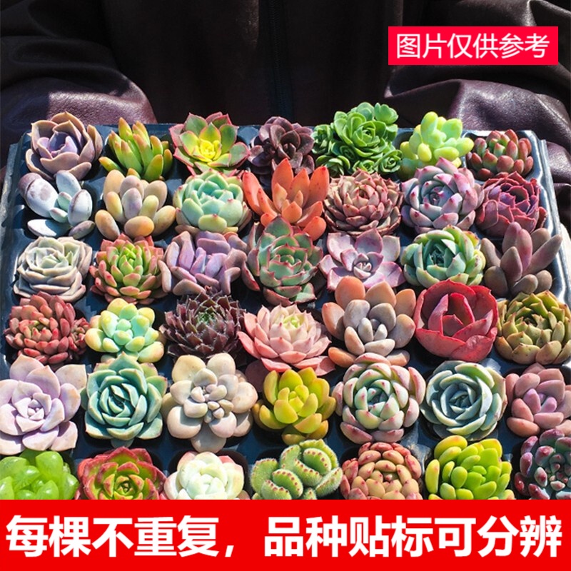 Heart-like【Trees Are Not Repeated】Succulent Plants Pot Combination ...
