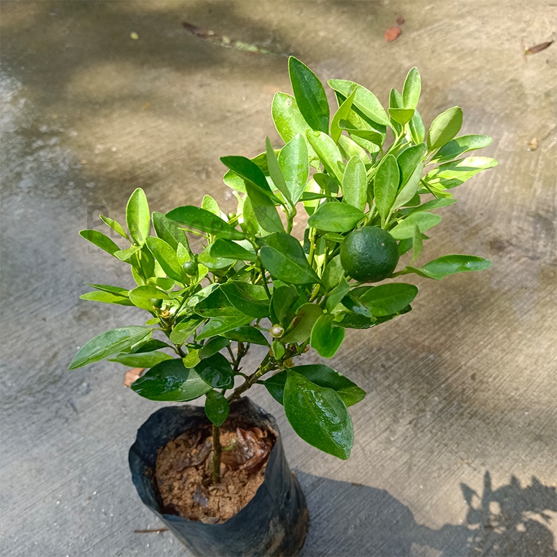 [Plantopia] Limau Kasturi 桔子 | Fruiting Plant | 水果植物 | Pokok Hidup ...