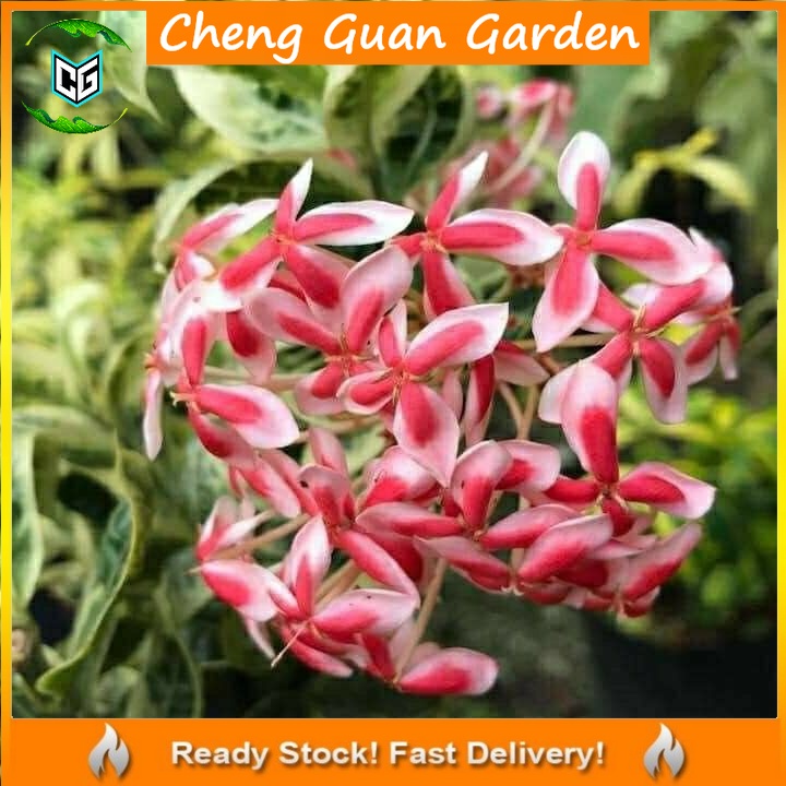 Anak Pokok Bunga Rare Jarum Batik Variegated Ixora Frozen Star | Shopee ...
