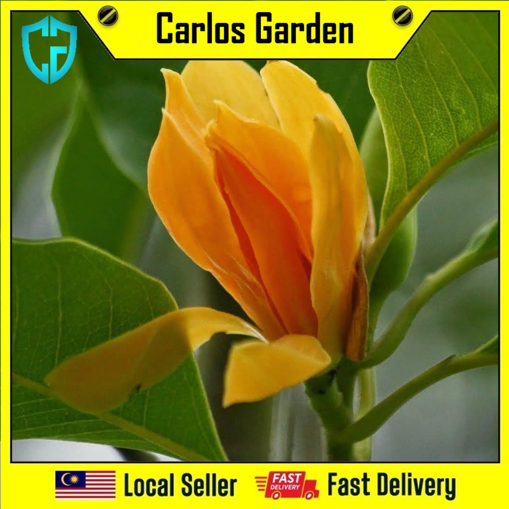 Pokok Bunga Cempaka Bunga Wangi Anak Pokok Cempaka Kuning Magnolia ...