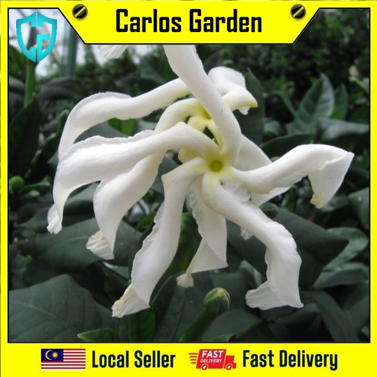 Anak Pokok Bunga Cempakawali Samoan Gardenia Import Dari Thailand ...