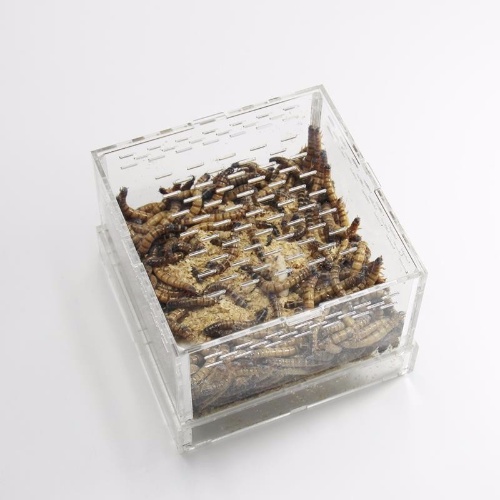 Ready Stock Mealworm Barley Worm Acrylic Breeding Box Yellow Powder ...
