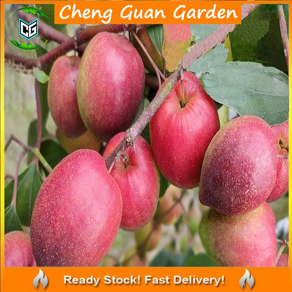 Anak Pokok Bidara Merah Red Apple Ber Jujube Pokok Kawin Import Dari ...
