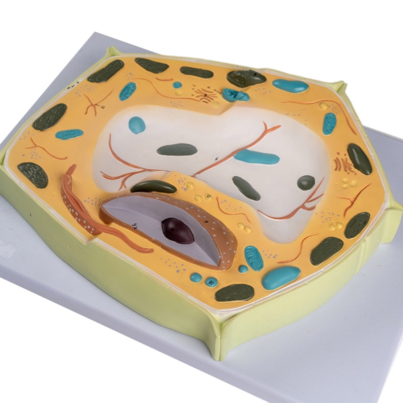 love* Anatomical Teaching Model 3D Plant Cell Model Human Body Model for Cell Learning | Shopee ...