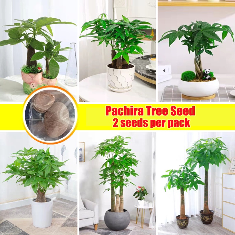 2 Seeds/pack Fresh Pachira Money Tree Seeds for Planting Flowers ...