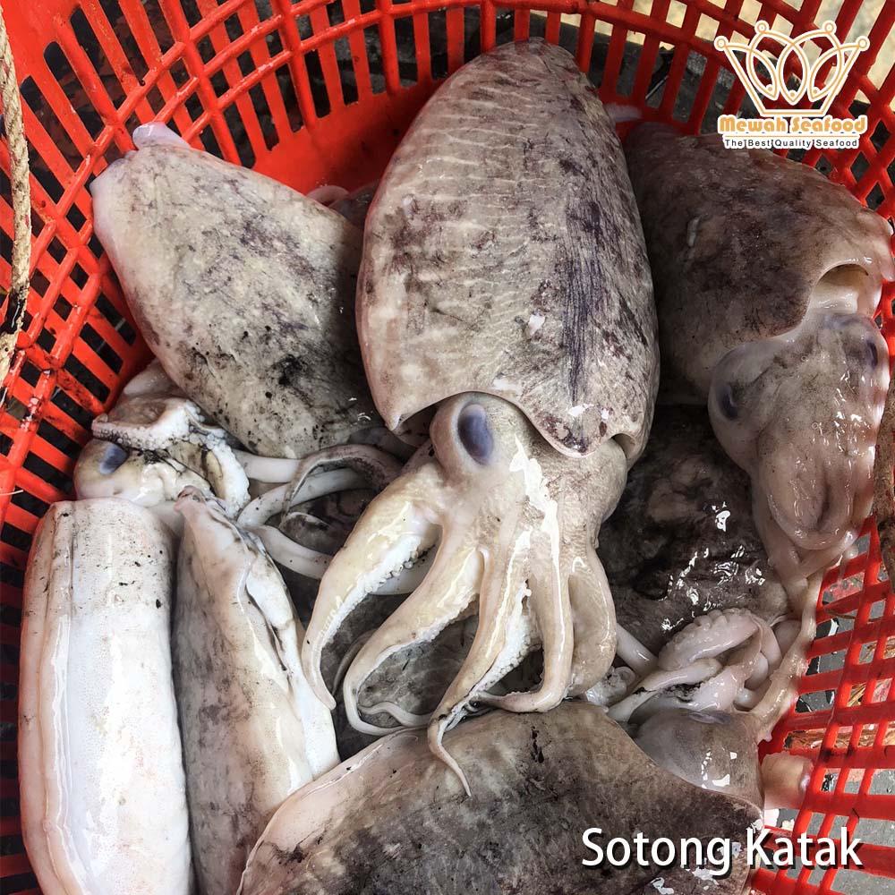 Sotong Katak (Siap Siang) | Shopee Malaysia