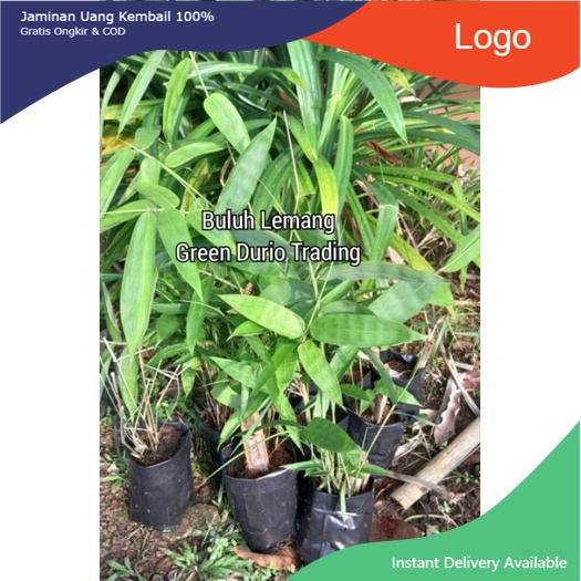 BENIH POKOK BULUH LEMANG..pokok rare & stabil. | Shopee Malaysia