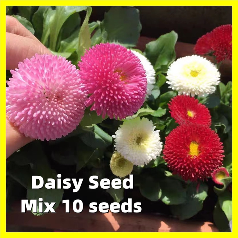 English Daisy Seeds - Mixed Color 10 Seeds Daisy Flower Seeds for ...
