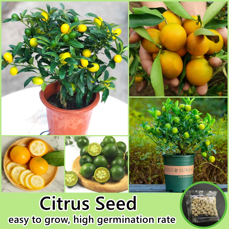 Mixed Citrus Seed Fruit Seeds for Planting (40 Seeds) Bonsai Fruit Tree Seeds Fresh Fruit ...