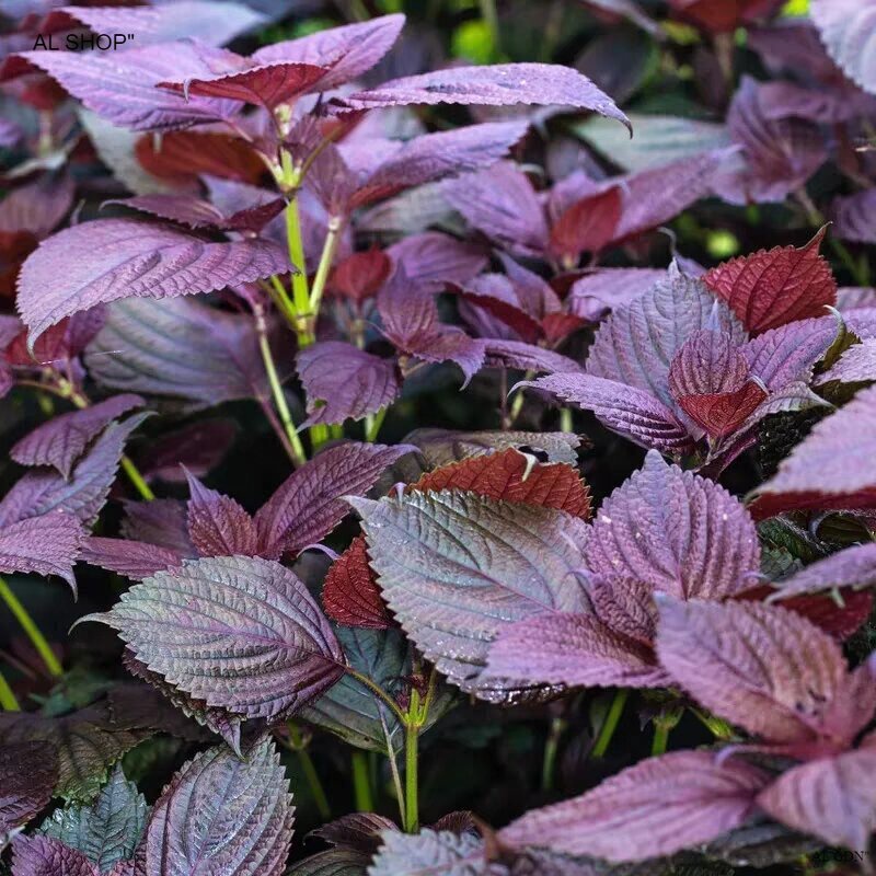 Benih Daun Perilla / Purple Shiso Seeds / 紫苏叶籽"100pcs | Shopee Malaysia