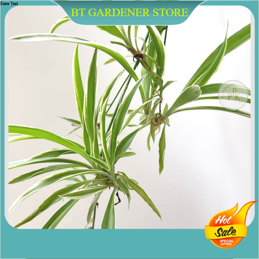 Anak Pokok Spider Plant | Spiderettes | Chlorophytum Laxum | Indoor ...