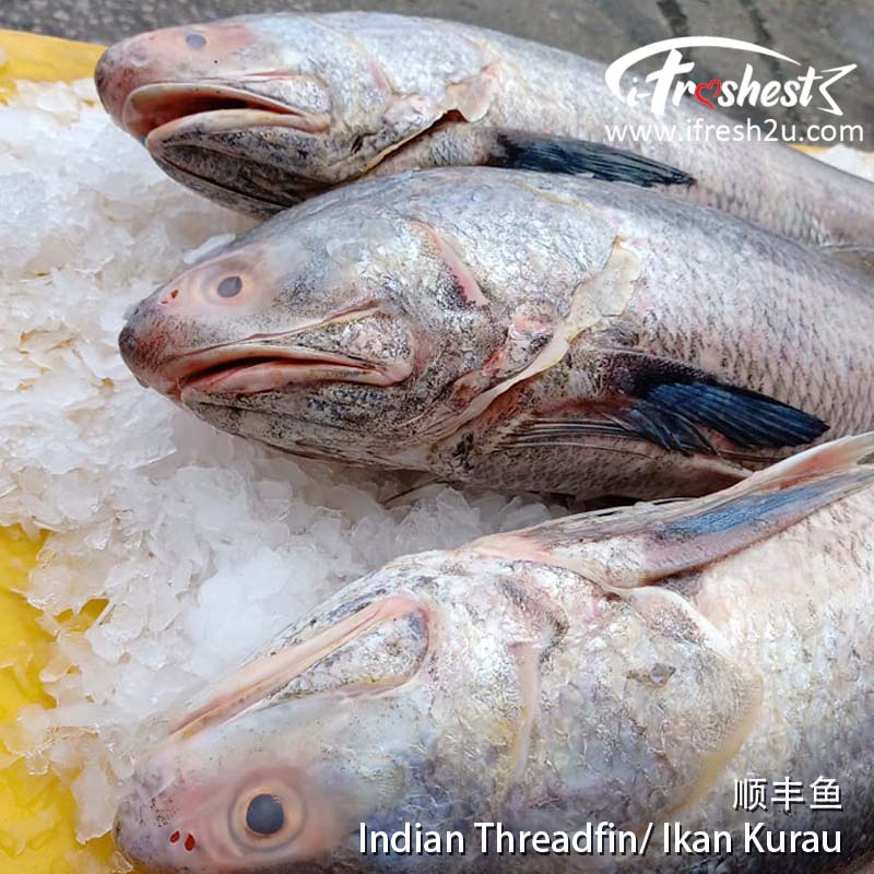 顺丰鱼 Indian Threadfin / Ikan Kurau (SHUN FONG) 1Pcs | Shopee Malaysia