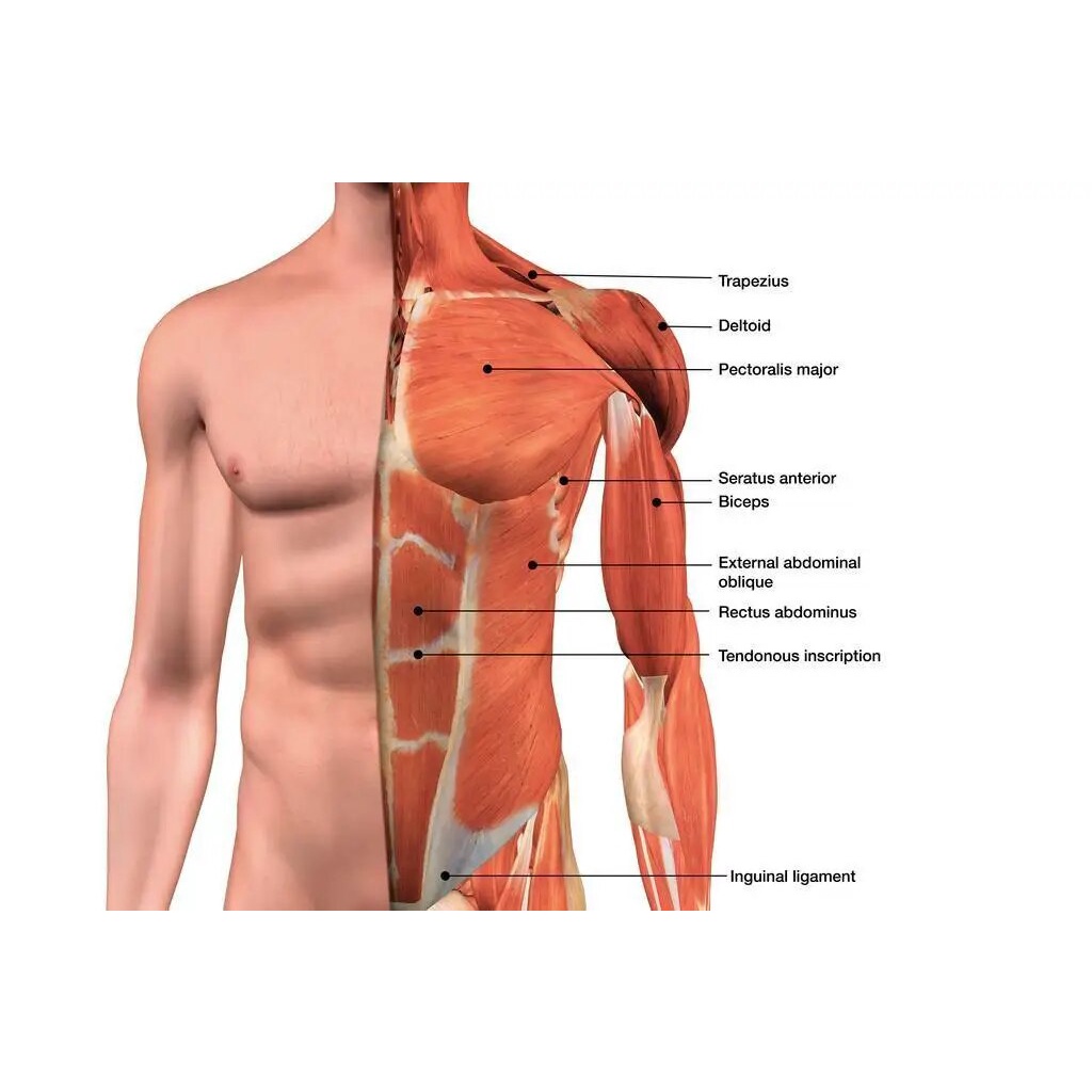 Male Chest Muscles Labeled Educational Medical Chart art Film Print ...