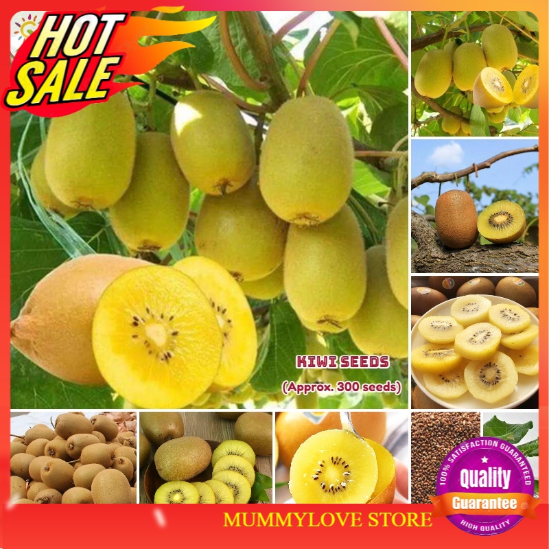 10 Pcs Kiwi Seeds for Sale Bonsai Seeds for Planting Health Delicious Kiwi Fruits Dwarf Fruits ...