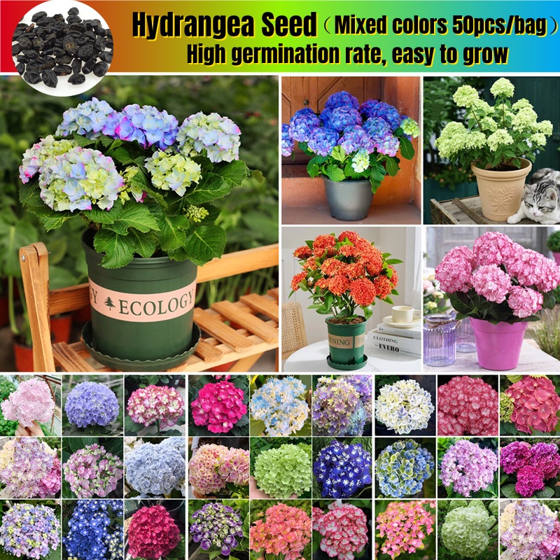 50pcs Hydrangea Seed Bonsai Flower Seeds Benih Bunga Benih Pokok Bunga Hydrangea Flower Seeds ...