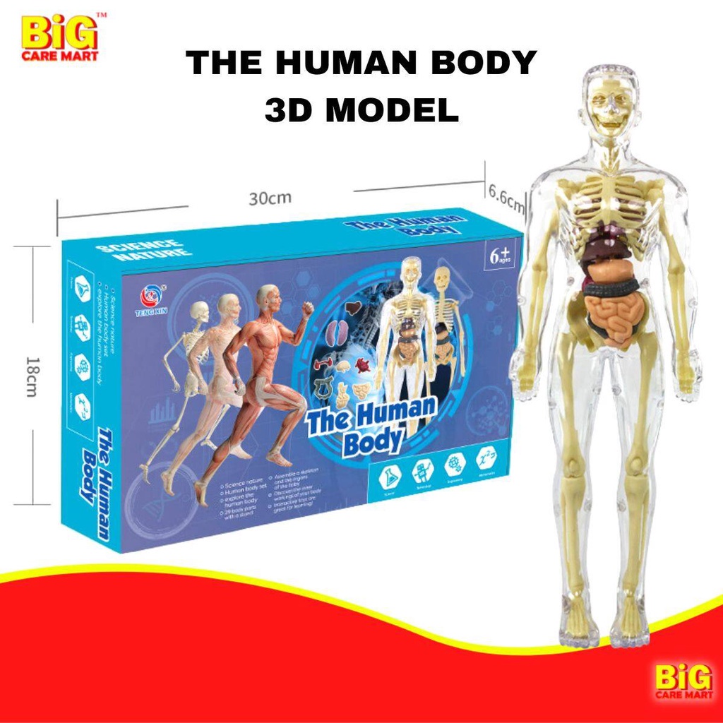 Human Body Model 28cm Anatomy Display Organ Assembly | Shopee Malaysia