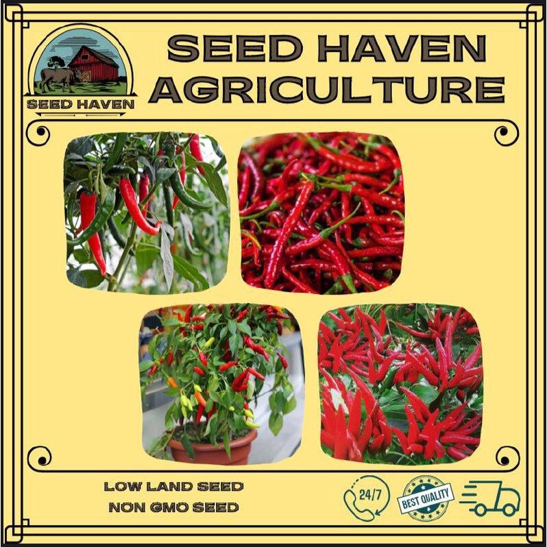 Chili Seeds (20 seeds) - Red Chilli / Kulai Chilli / Thai Bird's Eye ...