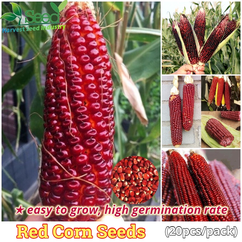 Red Corn Seeds for Planting (20 Seeds/pack, Suitable for Growing In ...