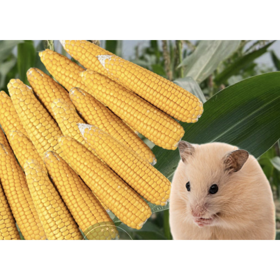Hamster Mini Corn molar corn small corn golden bear rabbit molars baby ...