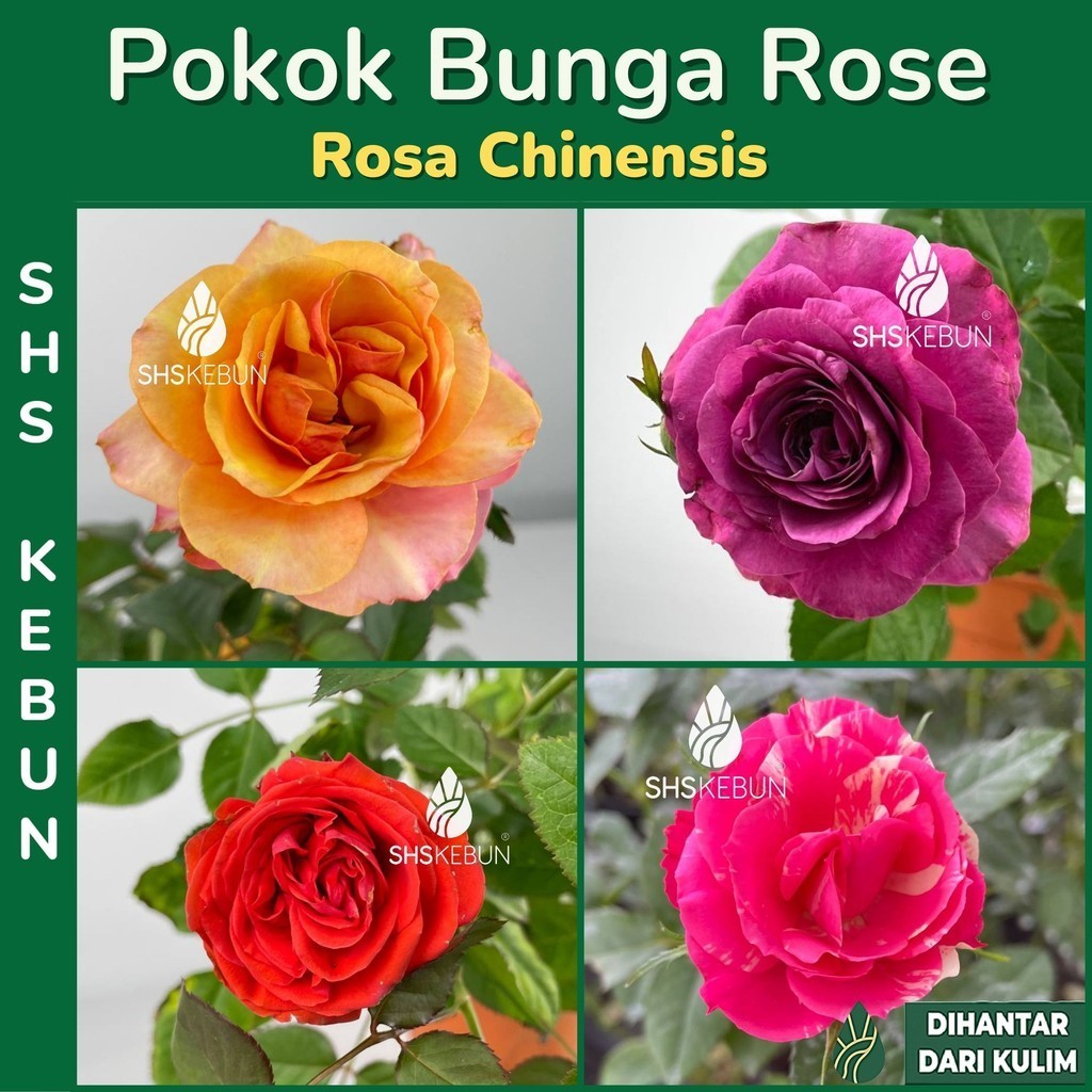 Rosa × damascena Roses Pokok Bunga Ros/ Ros Kampung Pokok Outdoor Live Plant Pokok Bunga Hiasan ...