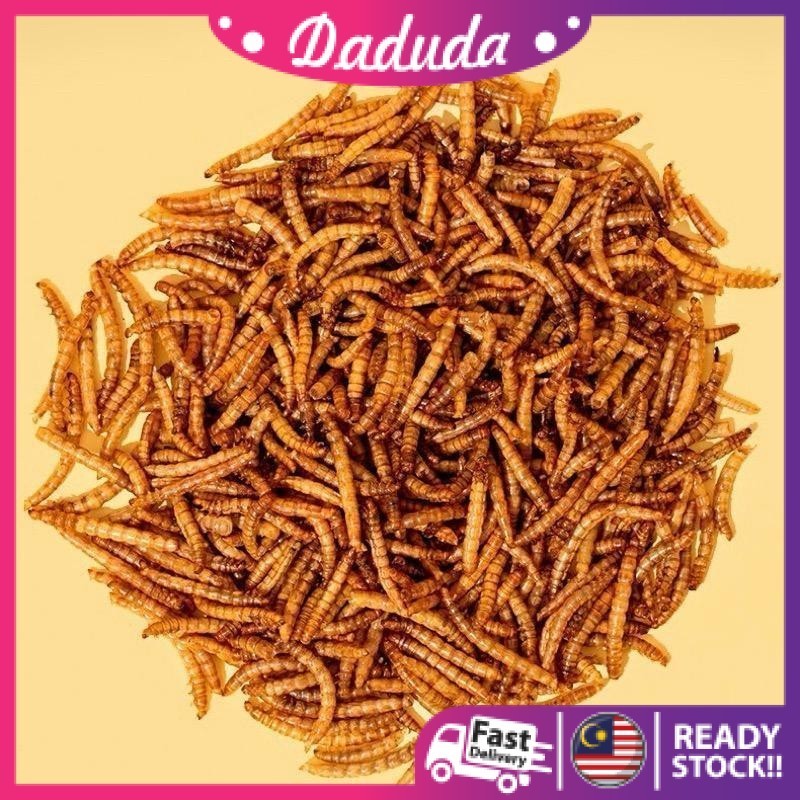 Dried Mealworms For Small Pets Hamster Reptiles Ulat Kering Roti Kering ...
