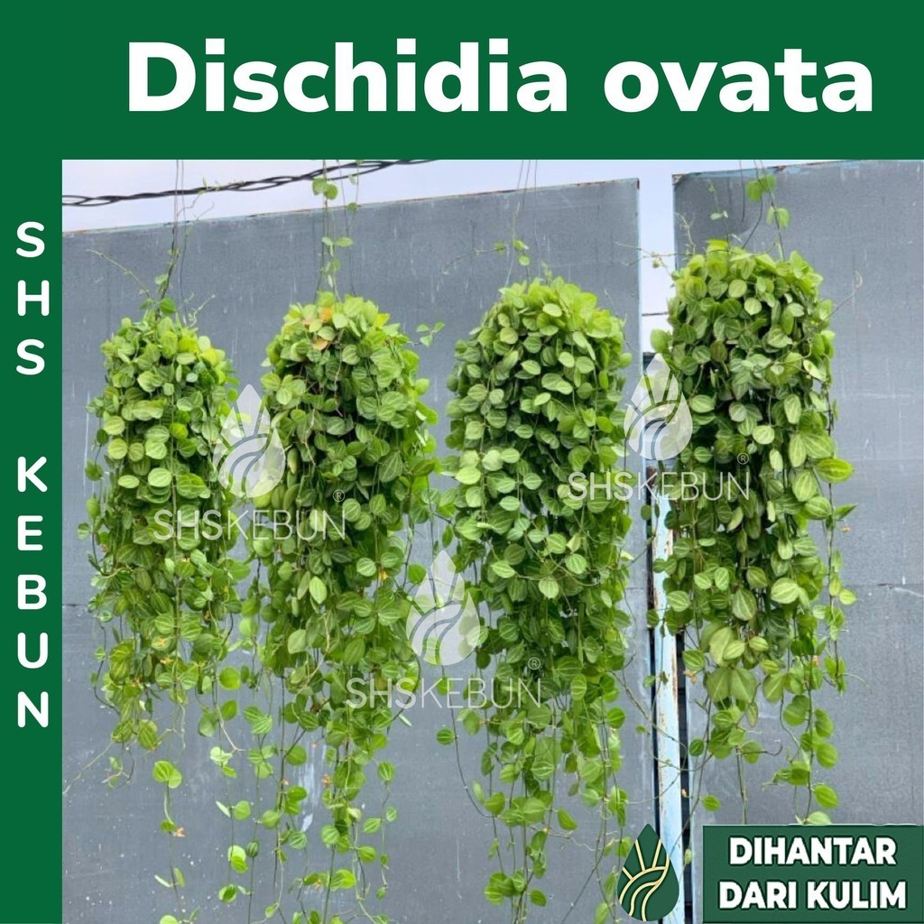Dischidia Ovata Pocket Money Plant Hanging Plant Pokok Duit Pokok ...