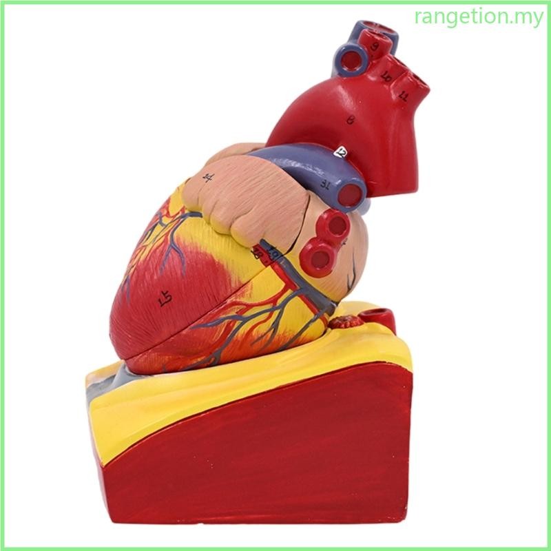 RAN Human Heart Model for Anatomy Human Body Heart Model Anatomically ...