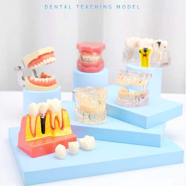 Dental Teaching Teeth Models Dental Teaching Ornaments | Shopee Malaysia