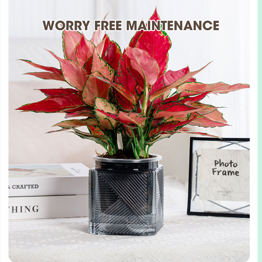 HG Self Watering Plant Pot Transparent Plastic Flower Pot Double-layer ...