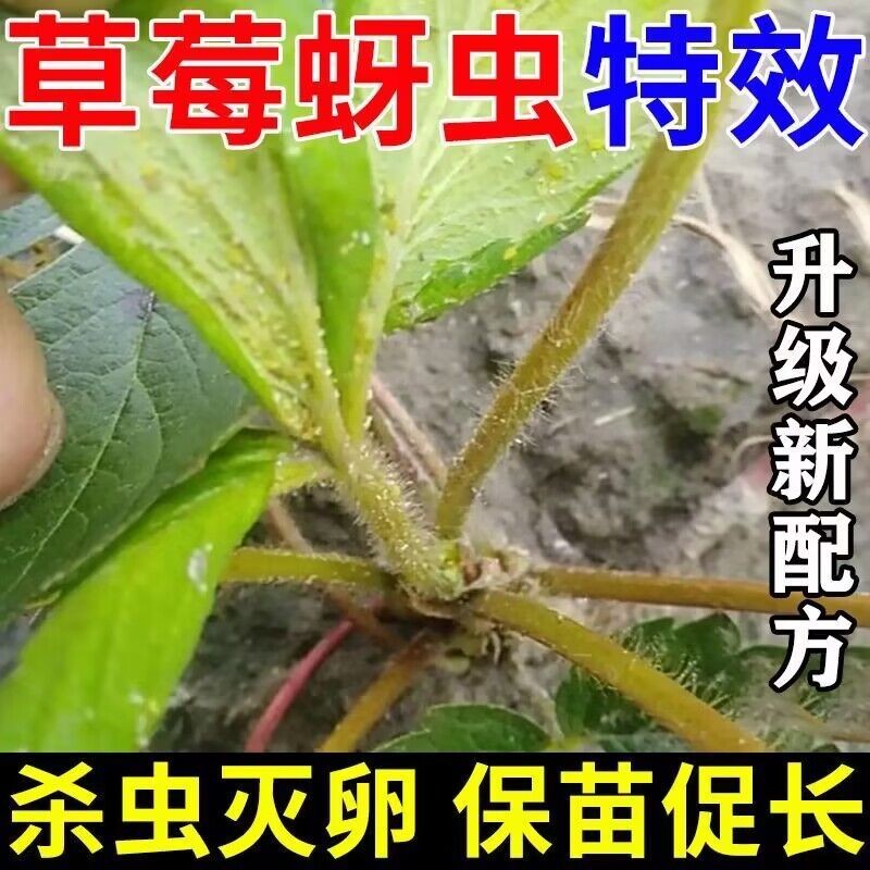 Insektisida Strawberi untuk Kawalan Perosak, Aphids, Labah-labah Merah ...
