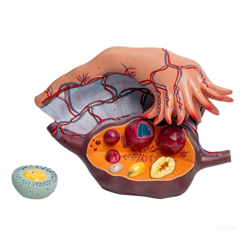Top Women Reproductive System Anatomy Model Shows Ovarian Follicles ...