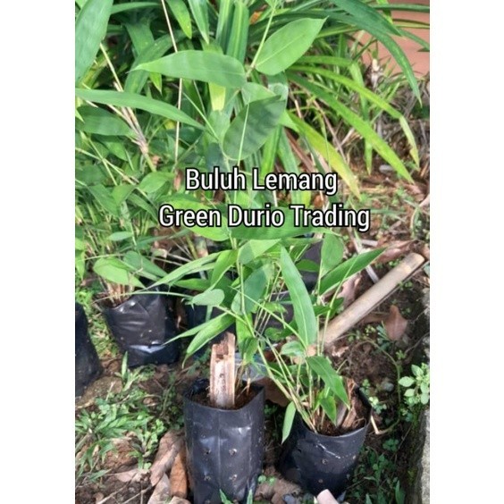 ANAK POKOK BULUH LEMANG.. stabil | Shopee Malaysia
