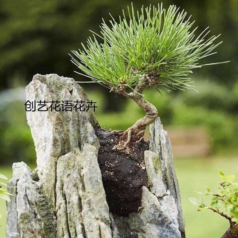 [Precious]black pine bonsai indoor modeling landscape pine cliff literati modeling black pine ...