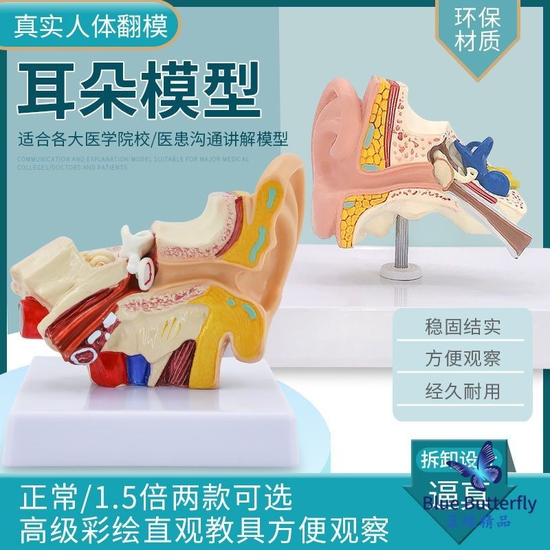 Human Ear Anatomy Model Ear Internal Medical Teaching Simulation ...