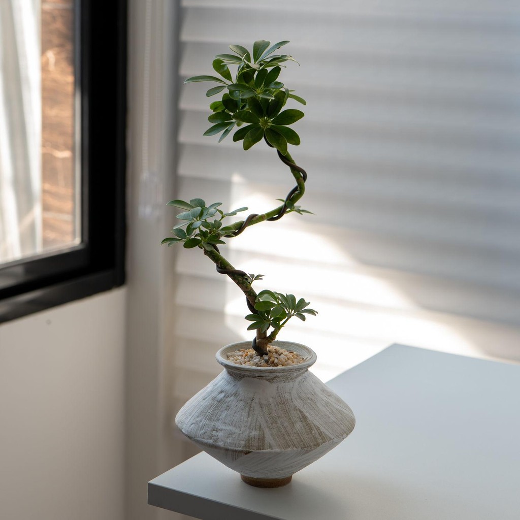 Teh Tumbuhan Kayu Kaki Itik Berkelompok Gaya Wabi-Sabi Vintage Hiasan ...