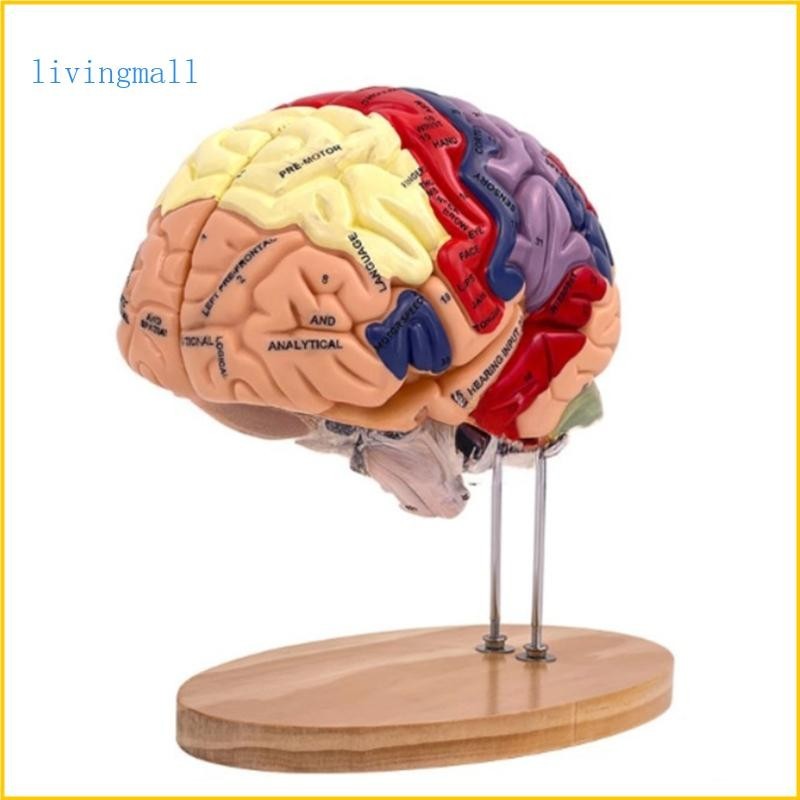 LIVI Brain Anatomy Model Organs Teaching Prop Human Brain Anatomy Model ...