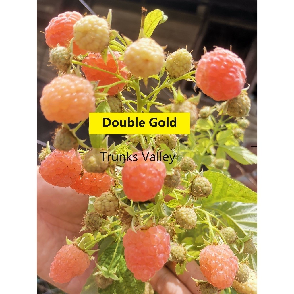 5 Pcs Organic Double Gold Raspberry Seeds Ready Stock Sarawak | Shopee ...
