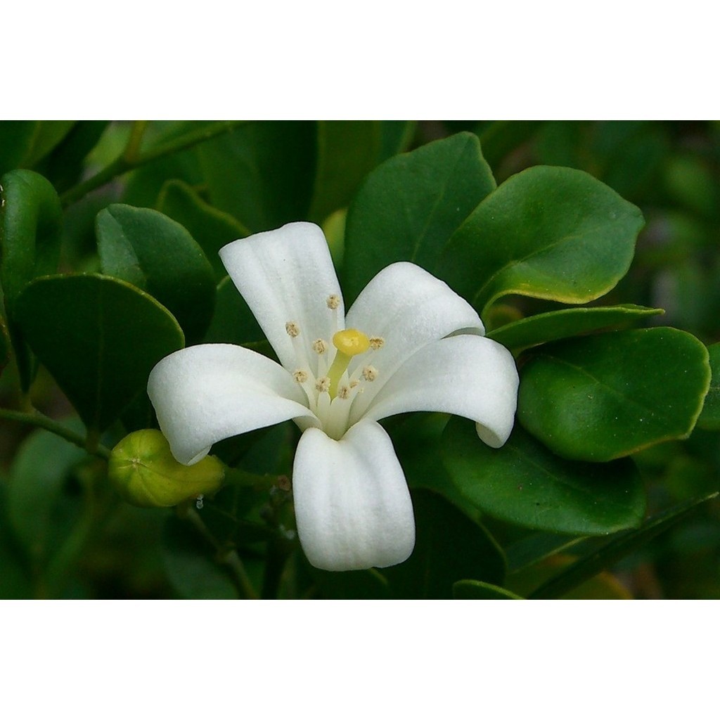 Murraya Paniculata 九里香 fertile seeds 10pcs | Shopee Malaysia