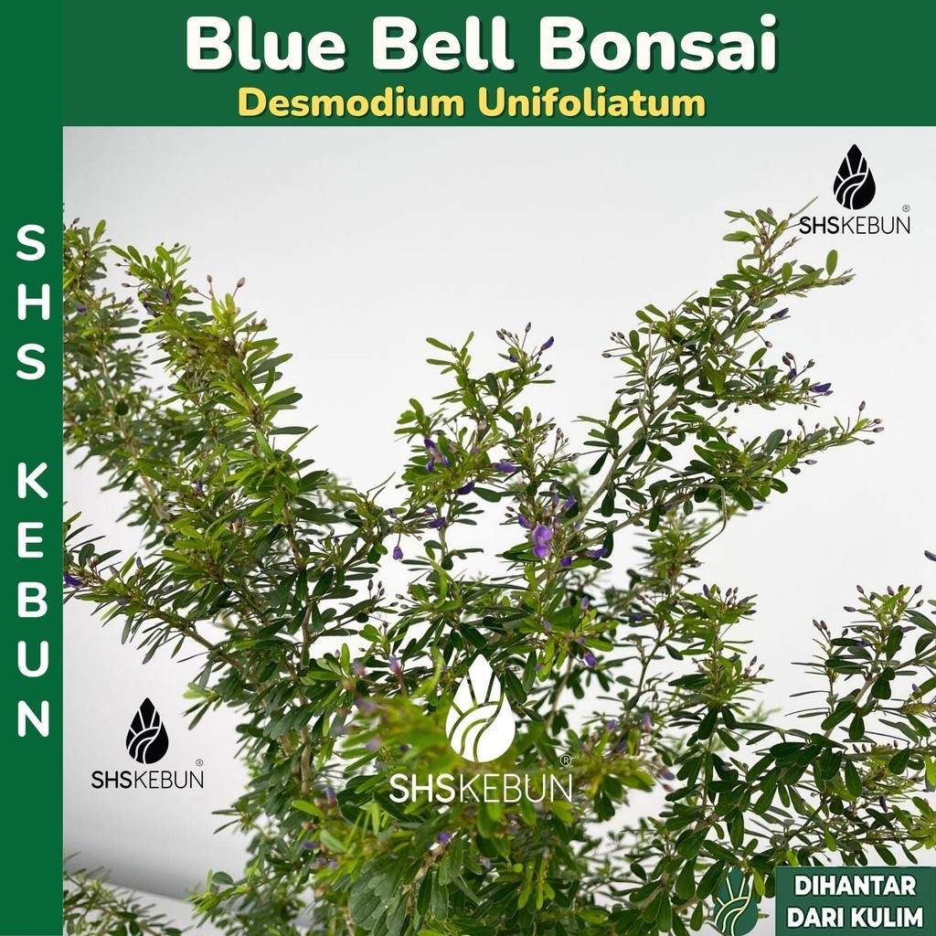 Blue Bell Vietnamese Bluebell Bonsai Linh Sam 凌杉/凌珊 Pokok Hiasan Pokok ...