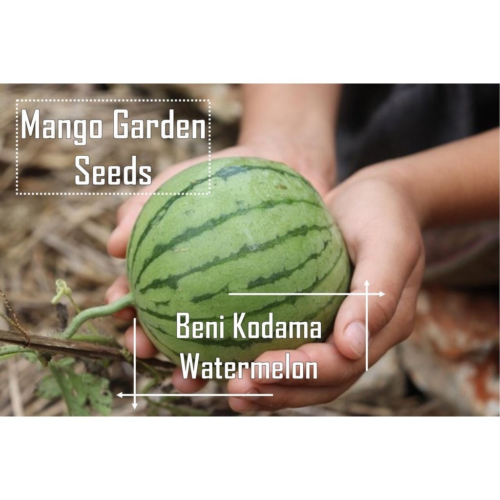 Beni Kodama Watermelon Seeds - 2 Seed *Pot Friendly* Tembikai Mini ...