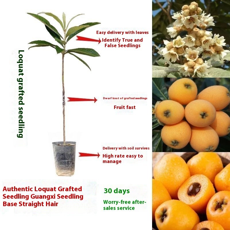 [Spot] big five-star loquat ground planted in the early middle of the ...