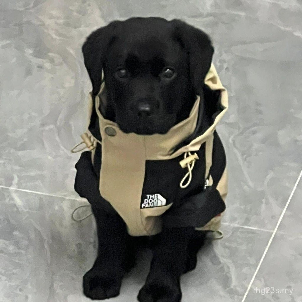 Labrador Puppies God Dogs Small Seven Big Skeleton Big Front Version ...