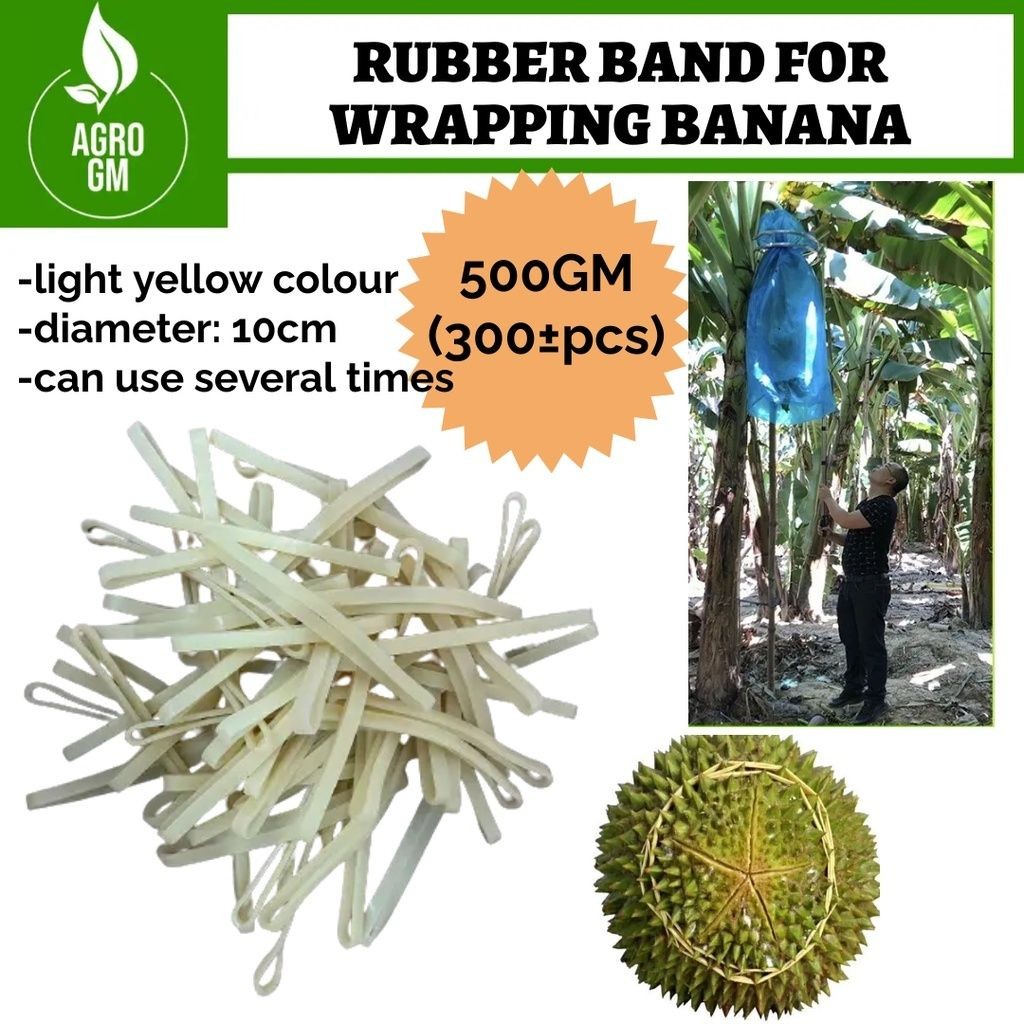 Getah pembungkus tandan pisang Getah Ikat Durian Rubber Band 10cm ...