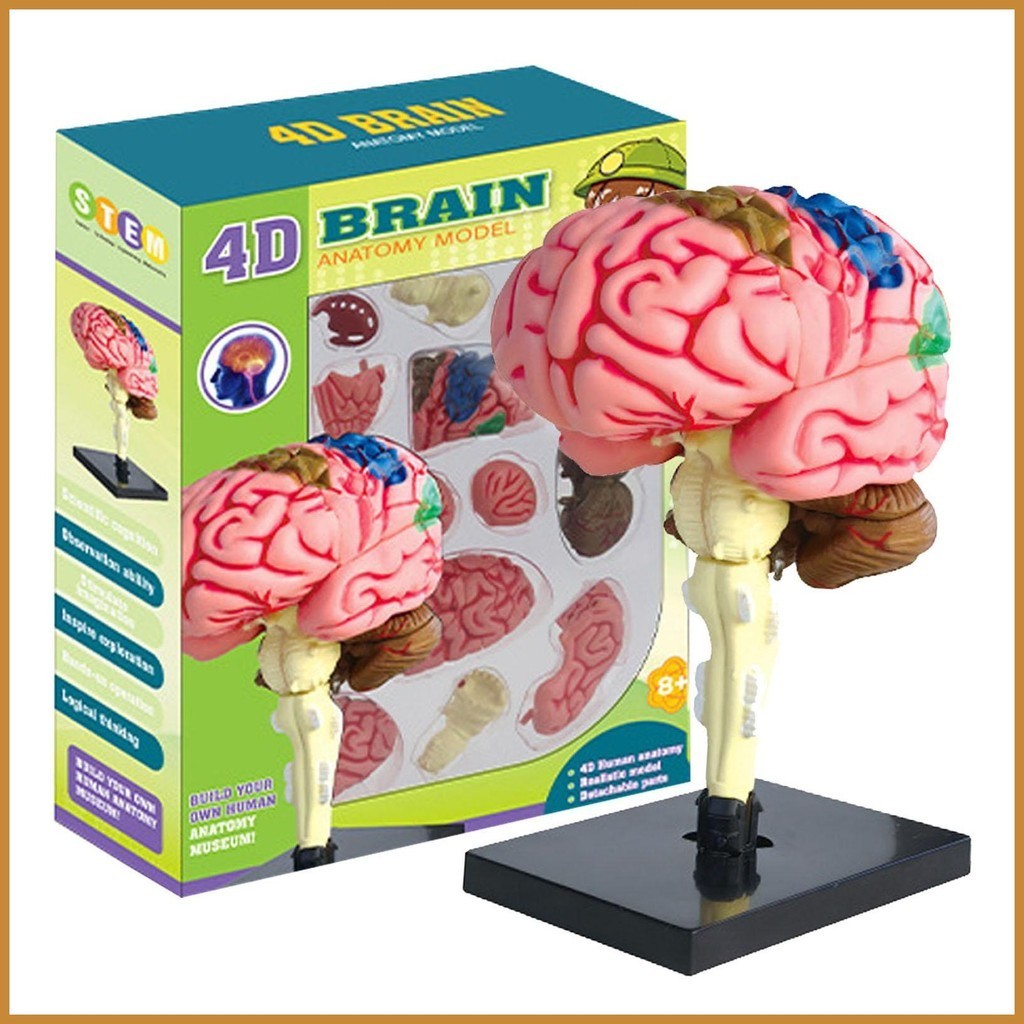 human brain model Disassembled human Brain Sculptures with Display Base ...
