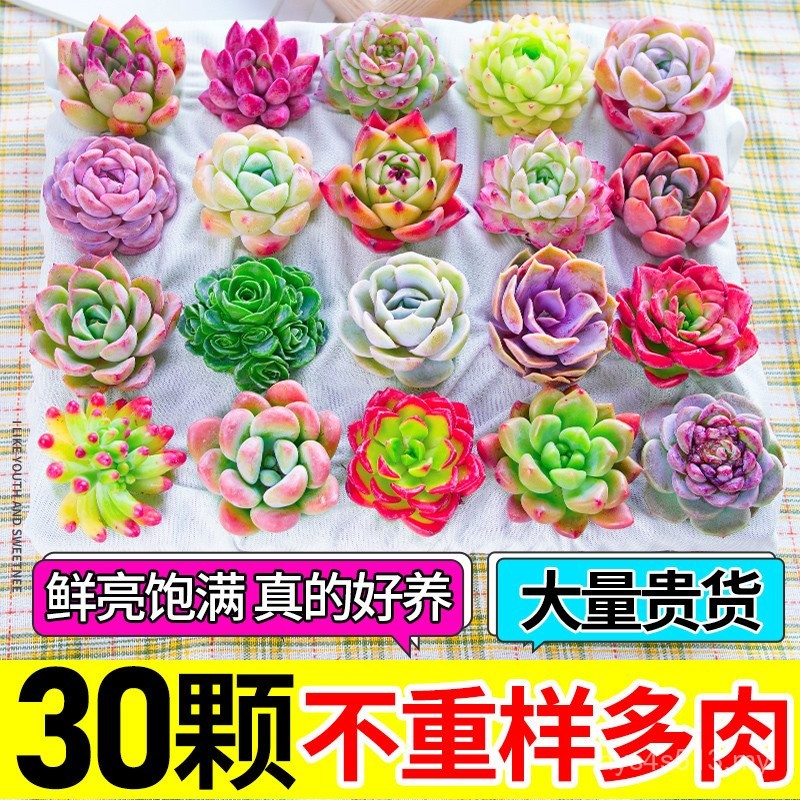 Succulents Combination Small Potted Plant Package Group Life Multi ...